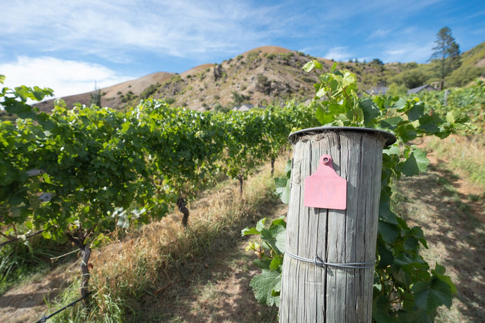 Vineyard Tags | Orchard Tags | Ritchey Tags