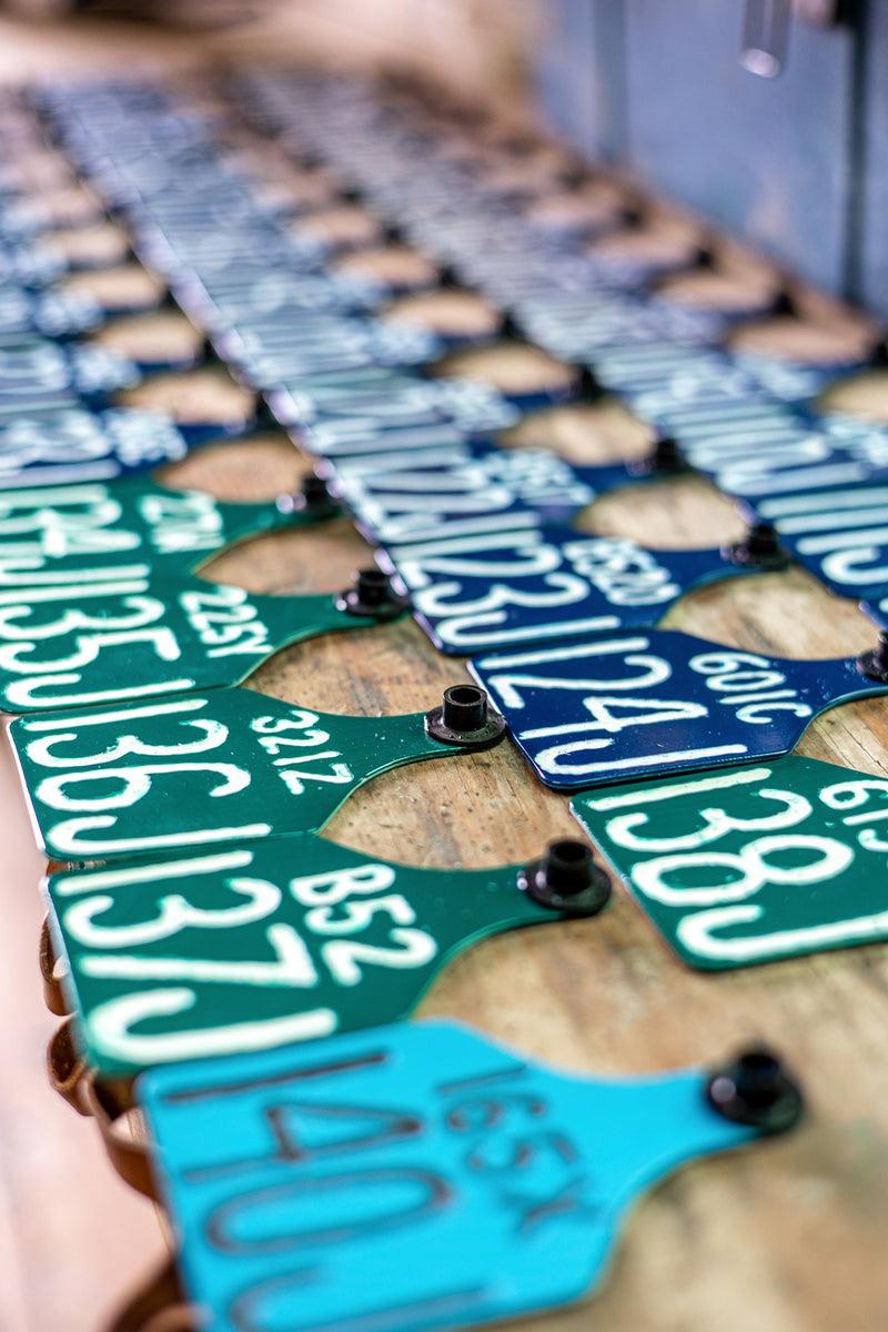 Cattle Ear Tags That Never Fade | Custom Cow Tags | Ritchey Tags