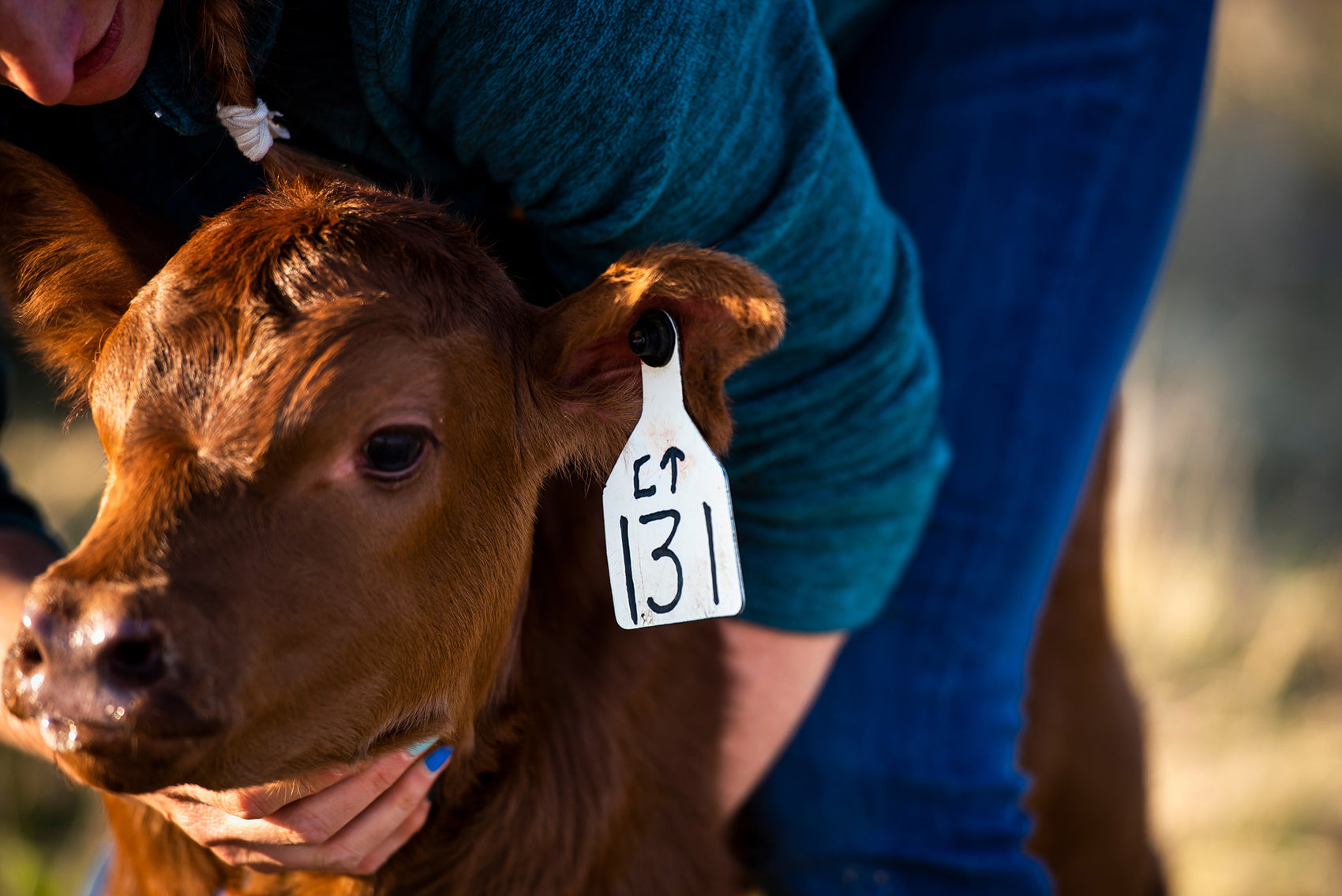 Engravable Medium Cow Tag that Never Fades | Ritchey Tags