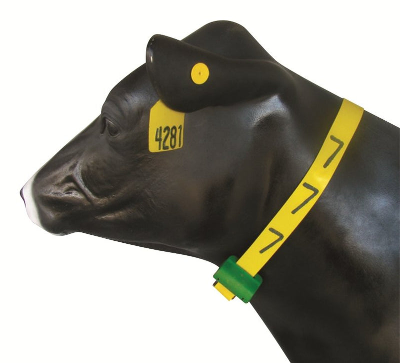 1 1/2″ Engravable Neck Bands | Ritchey Tags